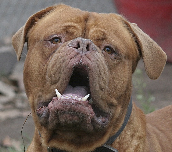 Hundegebiss - Hundetraining & Hundebetreuung Zehengänger GbR